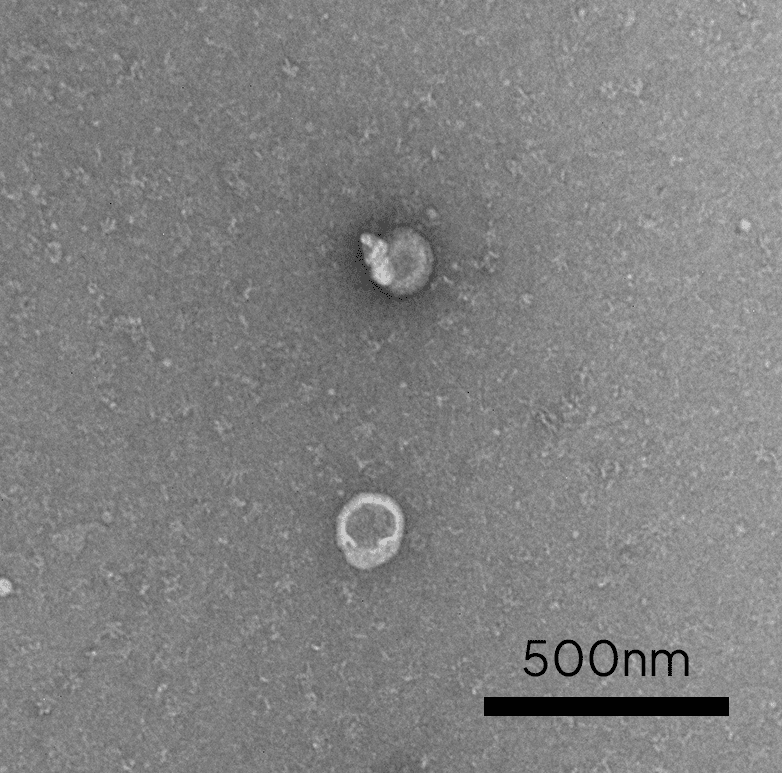 Apex SEC Columns | Everest Biolabs